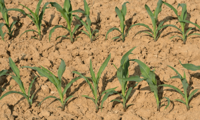 Advanced Stand Count Analysis in Crop Management – Southern Drone OPS