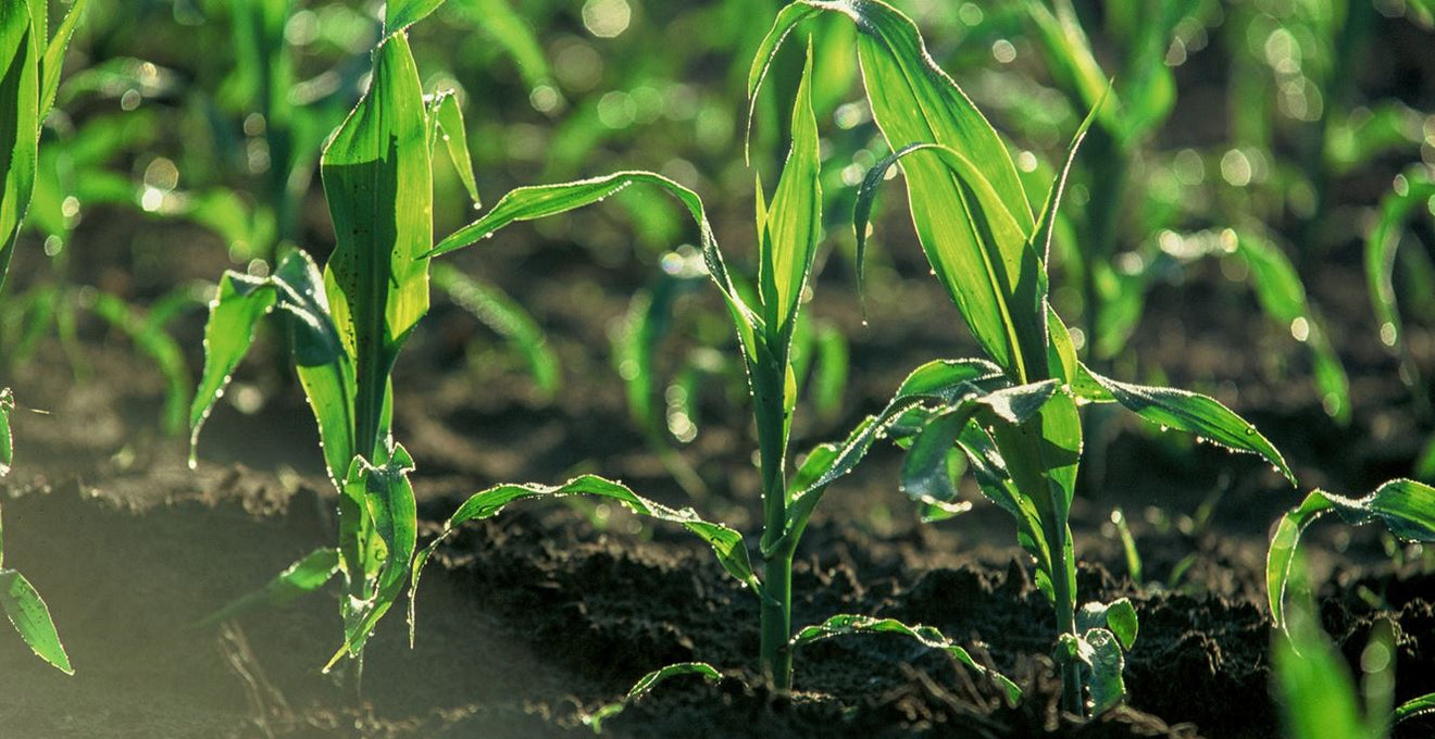 Stand Count – Southern Drone OPS